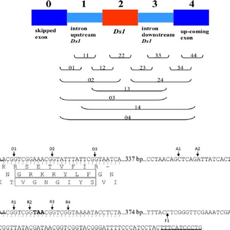 A Classification Of The Profiles Built By Ds1 And Its Flanking Download Scientific Diagram