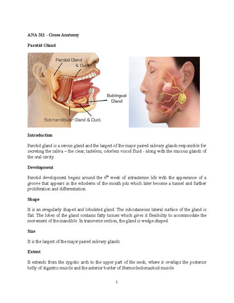 Parotid Gland Ana 311 Ana 311 Gross Anatomy Parotid Gland