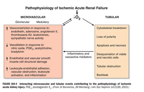 Suy Thận Cấp Aki Liên Quan Đến Thiếu Máu Harrison 20th Edition