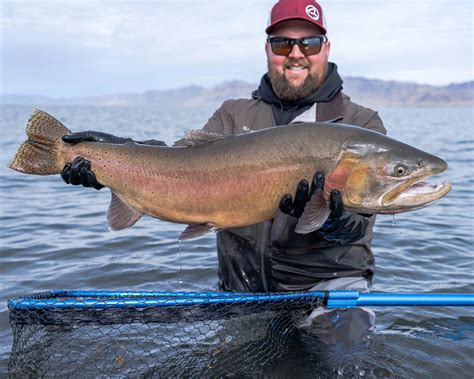Ancient Cutthroat Trout Welcome To Pyramid Lake Cortland Line Company