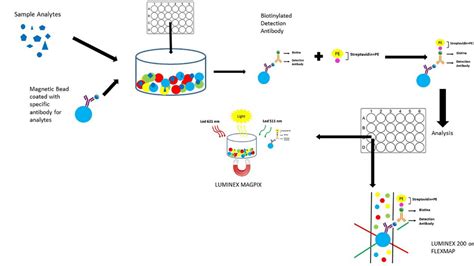 Luminex Multiplex Assay Labinsights