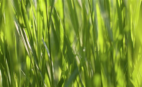 Green Paddy Green Grass Closeup In Farmland Pyrography By Adam Nowak