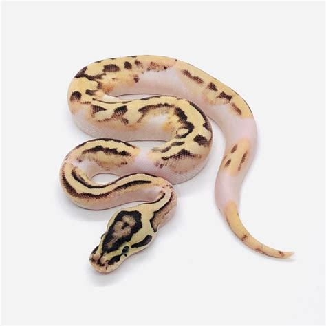 Super Pastel Enchi Pied Ball Python By Love Reptiles Morphmarket