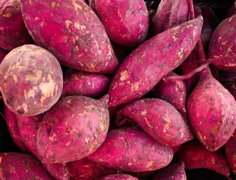 Plantas De Batata Como Son Muchos Tipos Ipomoea Batatas Batata