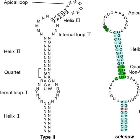structure of putative selenocysteine insertion sequence secis element