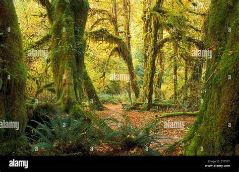 Hall Of Mosses Trail In Hoh Rainforest Olympic National Park