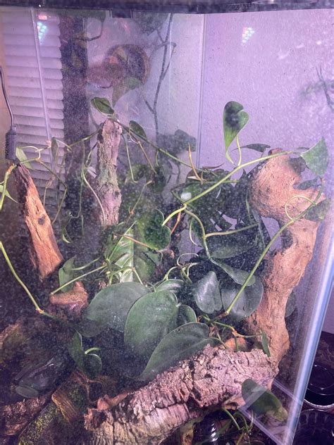 Is My Tank Too Crowded For 2 Dumpy Frogs R Frogs