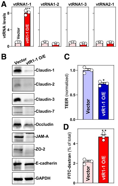 Noncoding Vault Rna1 1 Impairs Intestinal Epithelial Renewal And