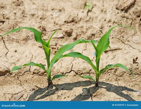 Corn Seedling Royalty Free Stock Images Image 9725979