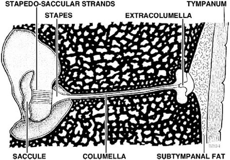 5 Schematic Of Middle Ear Anatomy Of The Juvenile Loggerhead Sea