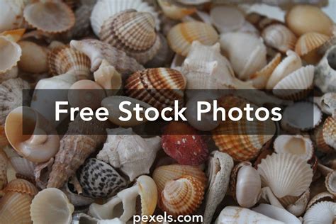 Seashell Patterns Photos Download The Best Free Seashell Patterns