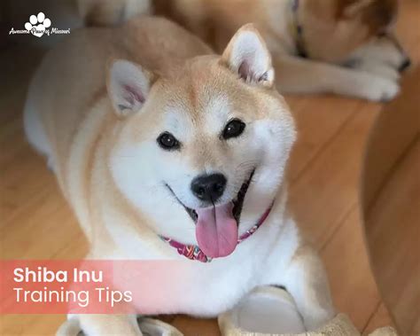 Raising Happy And Healthy Shiba Inu Puppies Tips And Tricks Awesome