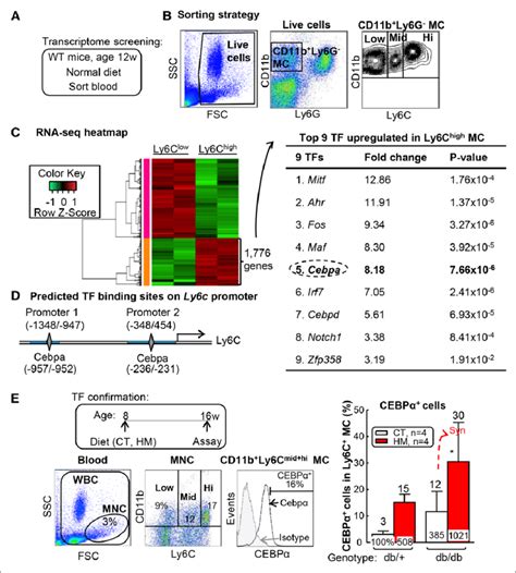 Hyperhomocysteinemia Hhcy Type 2 Diabetes Mellitus T2dm Induced Download Scientific Diagram