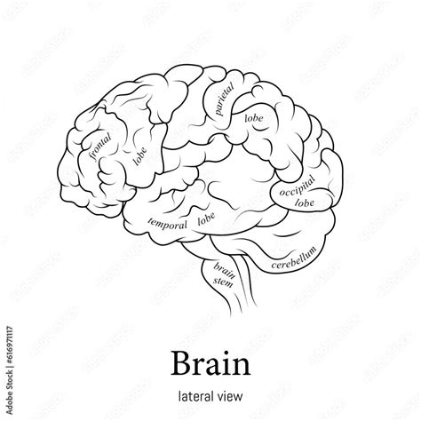 Black And White Minimal Neuroscience Infographic Human Brain Lobes And