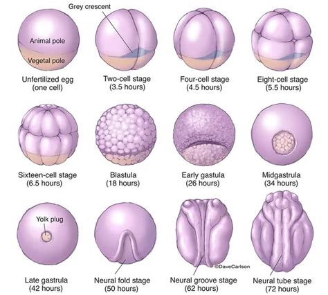 Evolution And Genetics Carlson Stock Art Embryonic Development