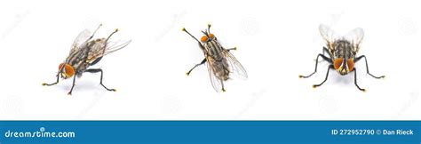 Adult Flesh Fly Sarcophaga Crassipalpis Macquart These Flies Depend