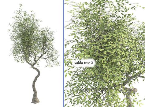 Yalda Tree 2 Free 3d Model Cgtrader