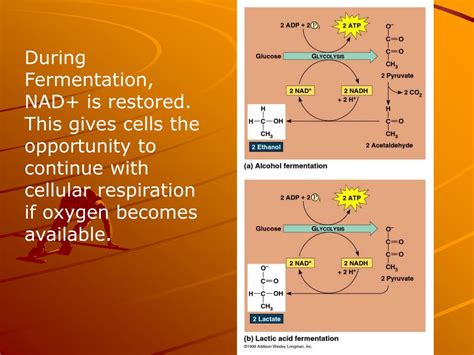 Ppt Cellular Respiration Powerpoint Presentation Free Download Id