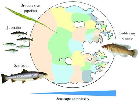 A Conceptual Seascape Showing How Patch Dynamics Ie Seascape
