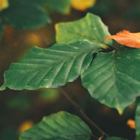 Beech Meaning Uses Characteristics And Symbolism Ecotree