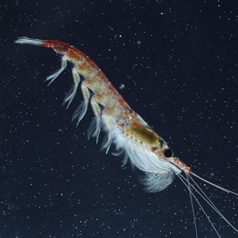 Krill