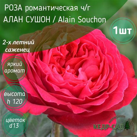 Роза чайно-гибридная /АЛАН СУШОН, Alain Souchon/ саженцы розы серии ...