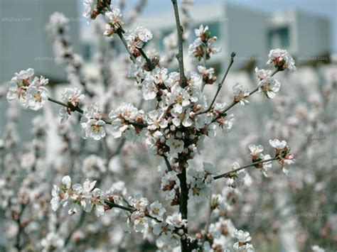 毛樱桃图片春季的毛樱桃图片大全 花卉网
