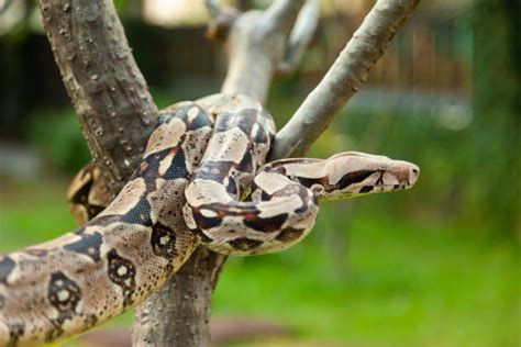 Green Boa Constrictor
