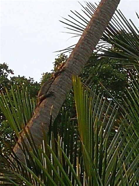 2025克里亚斯湿地游玩攻略火虫，非常的美丽，夜间看【去哪儿攻略】