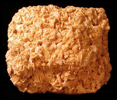 Coquina Limestone Composed Almost Entirely Of Fossil Debris