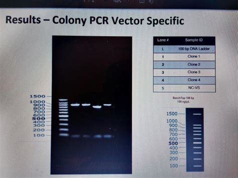 Solved 100 Results Colony Pcr Vector Specific Lane L 1
