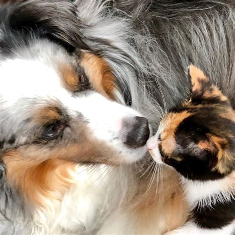 Dog Misses His Old Cat Until A Tiny Kitten Shows Up Needing A Mom