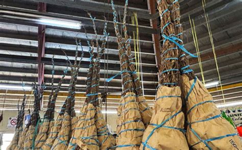 Kava Export Is Revenue Earner For 2024