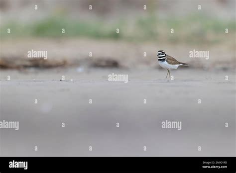Killdeer Charadrius Vociferus Plover Foraging In The Dunes Of Texas