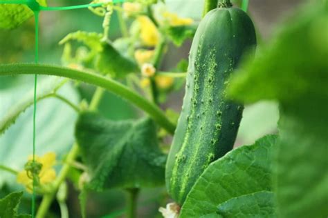 All About Excelsior Cucumbers Minneopa Orchards