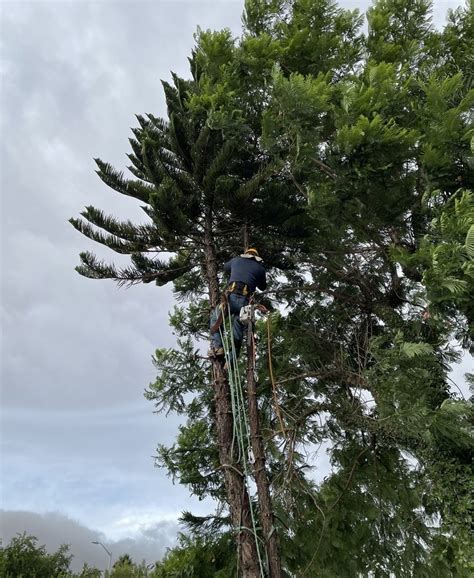 Can You DIY A Tree Health Assessment Pros And Cons Explained