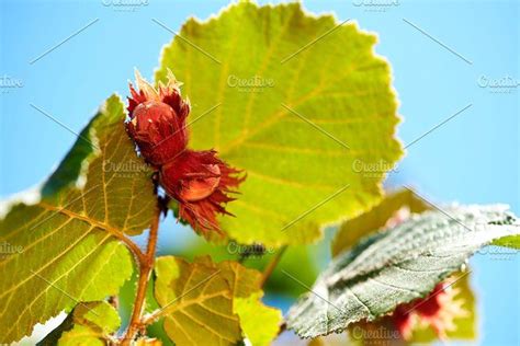 Hazel Filbert Tree With Hazelnuts