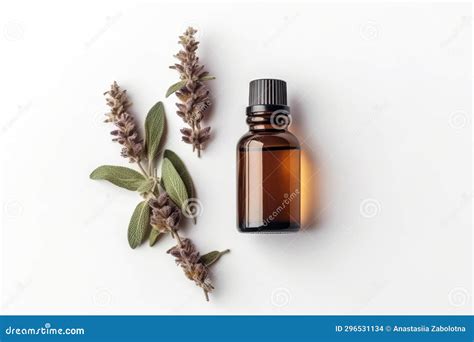 Clary Sage Botanical Vintage Illustration Black And White Clip Art 293676636