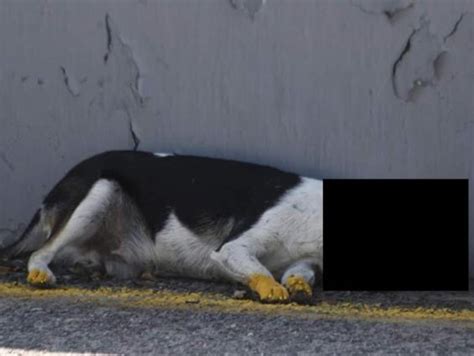 Pintan Línea Divisoria Sobre Un Perro Muerto