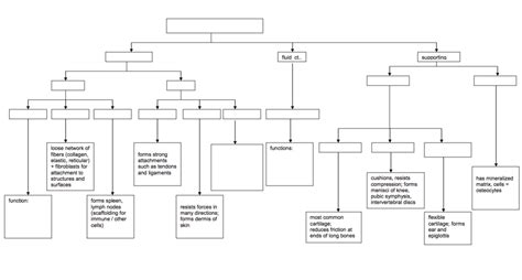 Diagram Of Tissue Flow Chart 2 Quizlet