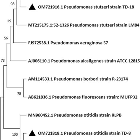 phylogenetic tree derived from analysis of 16s rrna gene sequence of