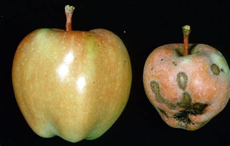 How To Cure Scab Disease In Apple General Fruit Growing Growing Fruit