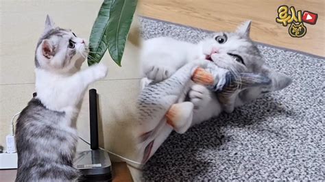 VLOG 개월 아기 고양이 루시의 하루 일기 YouTube