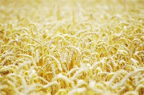 Premium Photo Wheat Field