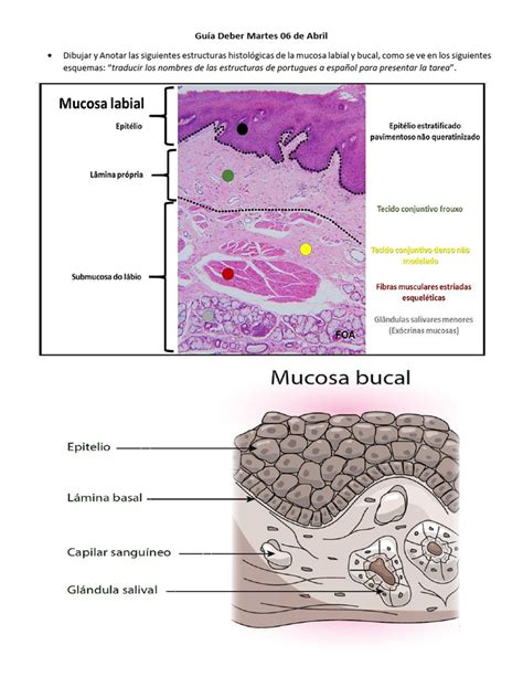3dibujo Mucosa Labial Y Bucal Pdf
