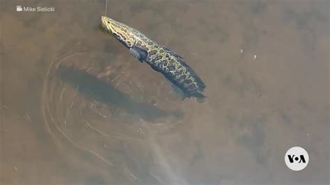 Snakehead Fish The Invasive Species Disaster That Wasnt