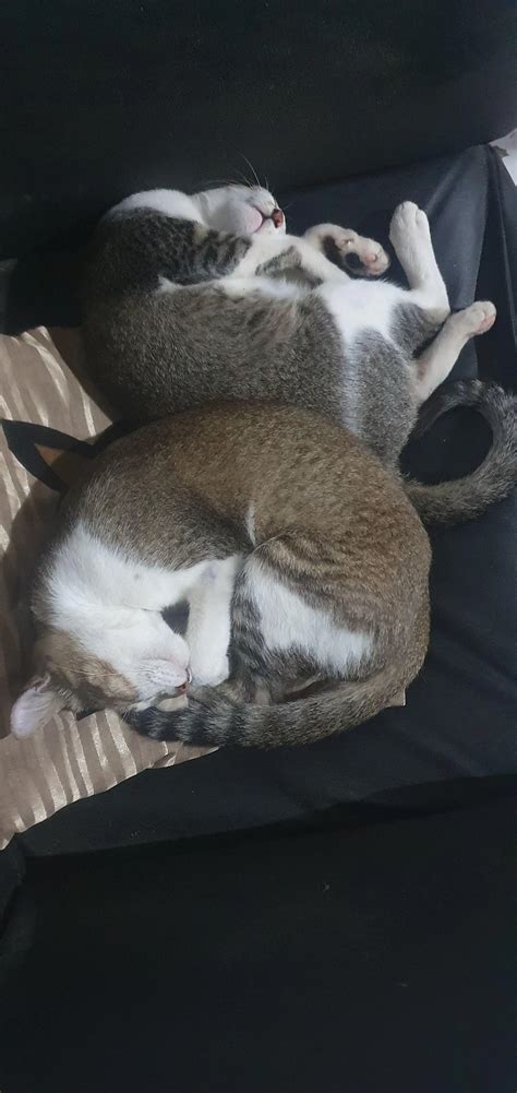 Sleeping Scrolller Sleeping Scrolller