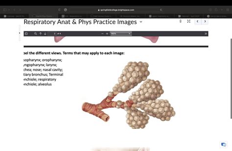 Respiratory Labeling 3 Diagram Quizlet