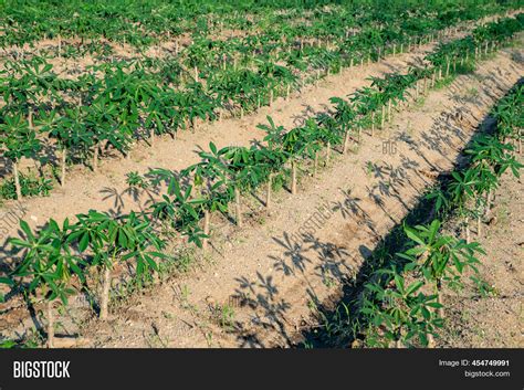 Rows Cassava Field Image And Photo Free Trial Bigstock