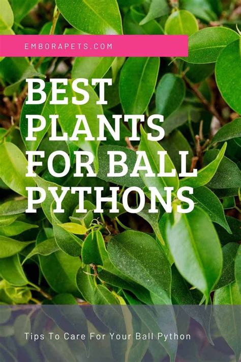 Safe Plants For Ball Python Terrarium At Rhoda Kenneth Blog
